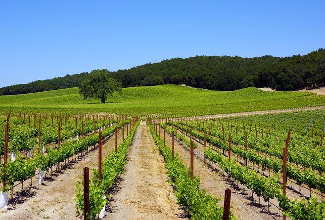 Paso Robles Wine Adventure with pickup from Cambria, CA - Final Words
