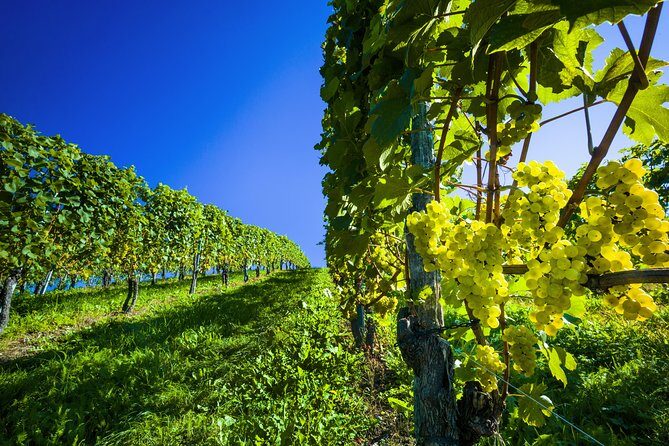 Paso Robles Wine Adventure with pickup from Pismo Beach, CA - Frequently Asked Questions