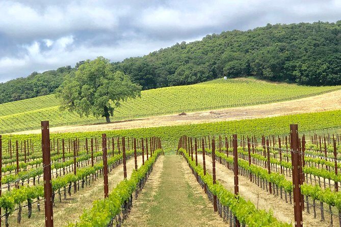 Paso Robles Wine Tour: We Drive Your Vehicle - Why Choose This Paso Robles Wine Tour?