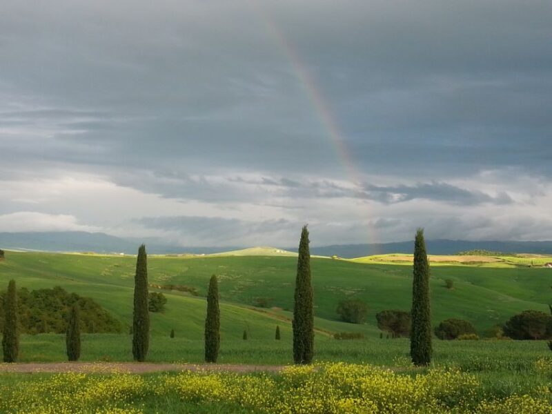 Passeggiando nell'uliveto: come nasce l'olio extrav d'oliva? - An In-Depth Look at the Olive Experience Tour