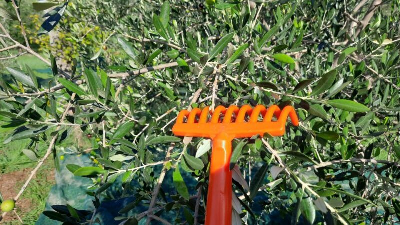Passeggiando nell'uliveto: come nasce l'olio extrav d'oliva? - FAQ