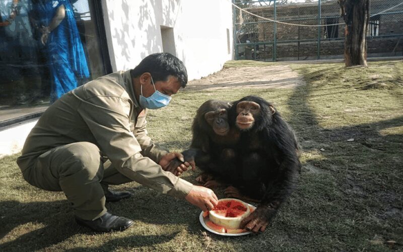Patan: Patan Durbar, Central Zoo & Godawari Botanical Garden - FAQ