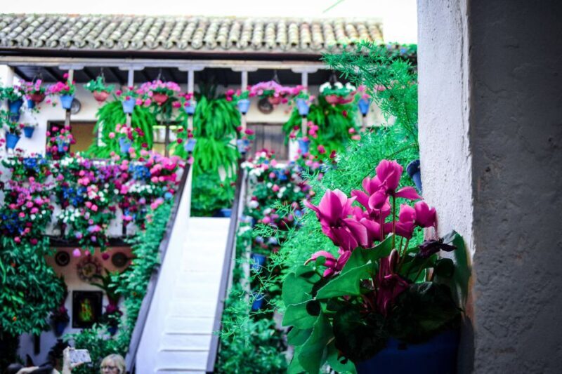 Patios of Cordoba Walking Tour - An Introduction to the Patios of Cordoba Tour