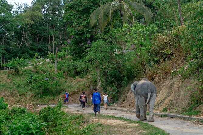 Patong Highlight Elephant Sanctuary with Guide Tour - Introduction to the Sanctuary