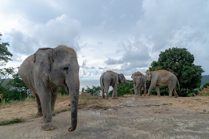 Patong Highlight Elephant Sanctuary with Guide Tour - Practical Details and Considerations