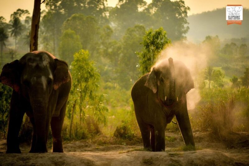 Pattaya: Elephant Jungle Sanctuary Feeding Experience - Who Will Enjoy This Experience?