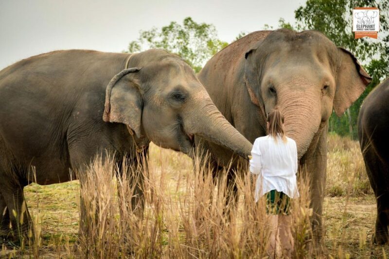 Pattaya: Elephant Jungle Sanctuary Feeding Experience - FAQ