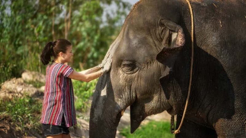 Pattaya: Elephant Jungle Sanctuary Half-Day Tour with Meal - The Practicalities