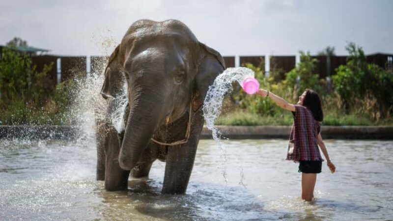 Pattaya: Elephant Jungle Sanctuary Half-Day Tour with Meal - FAQs