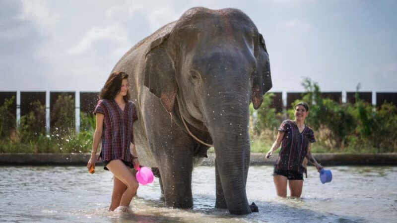 Pattaya: Elephant Jungle Sanctuary Half-Day Tour with Meal - Final Word