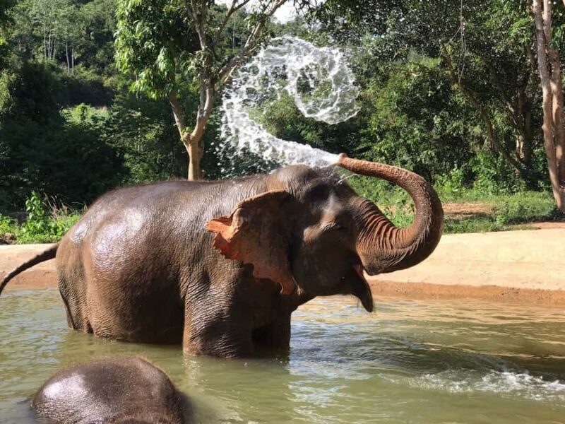 Pattaya: Ethical Elephant Sanctuary Interactive Tour - A Closer Look at the Experience