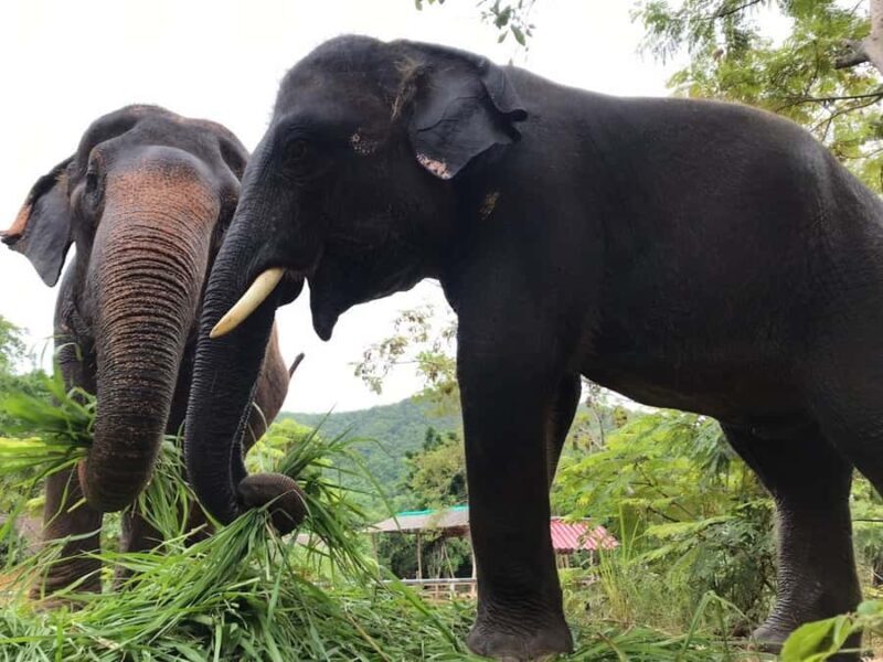 Pattaya: Ethical Elephant Sanctuary Interactive Tour - FAQ