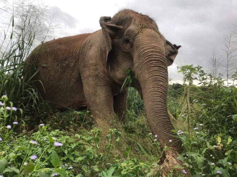 Pattaya: Ethical Elephant Sanctuary Interactive Tour - The Sum Up