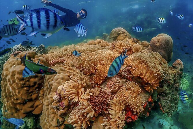 Pattaya : Finding Nemo Snorkeling Tour by Private speedboat - Frequently Asked Questions
