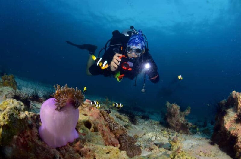 Pattaya: Fun Dive 2 Ocean Dives and Lunch (Certified Diver) - Key Points