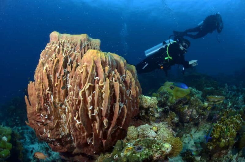 Pattaya: Fun Dive 2 Ocean Dives and Lunch (Certified Diver) - Additional Details to Keep in Mind