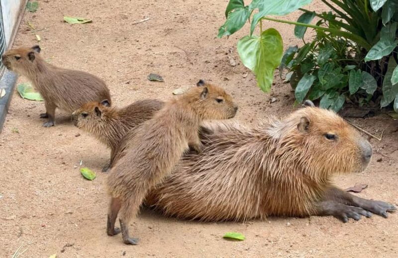 Pattaya: Khao Kheow Zoo & J-Park Japanese Village Day Trip - Who Should Consider This Tour?