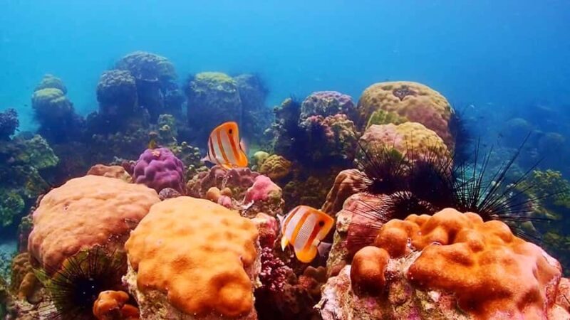 Pattaya: Nemo Island Experience with Drone Photos and Lunch - An Overview of the Nemo Island Experience