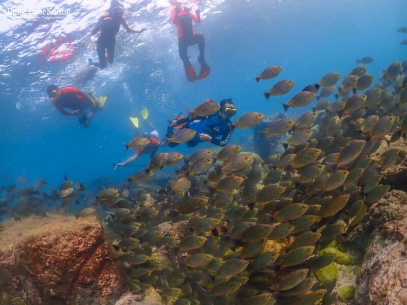 Pattaya: Nemo Island Experience with Drone Photos and Lunch - The Quality of the Marine Experience