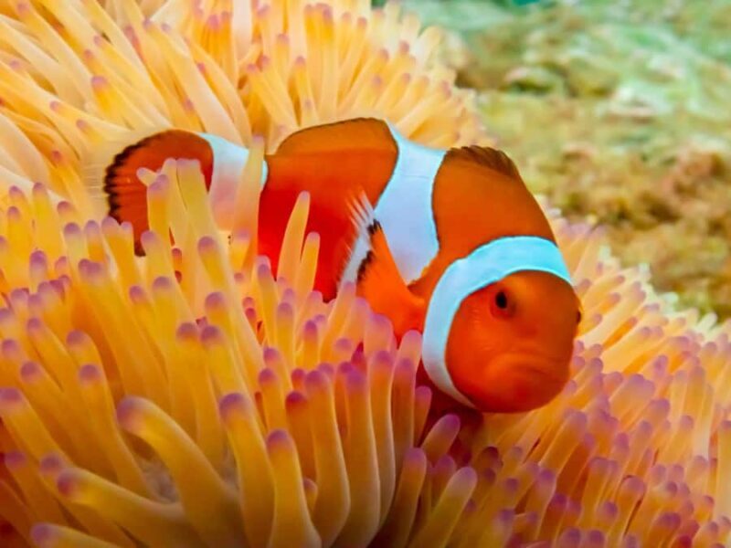 Pattaya: Nemo Island Experience with Drone Photos and Lunch - The Overall Value for Money