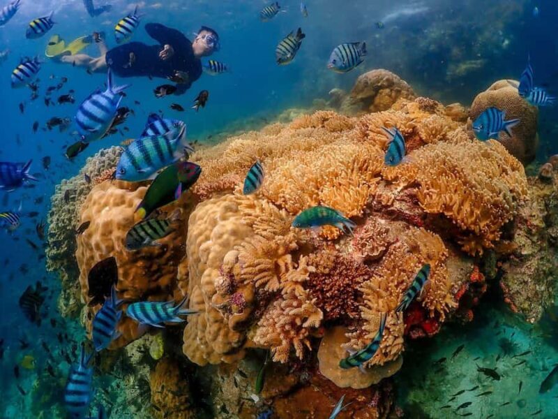 Pattaya: Nemo Island Experience with Drone Photos and Lunch - The Sum Up