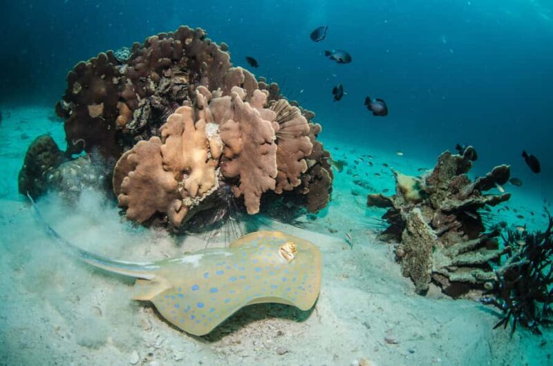 Pattaya: Snorkeling and Scuba Diving (For First Timer) - An In-Depth Look at What to Expect