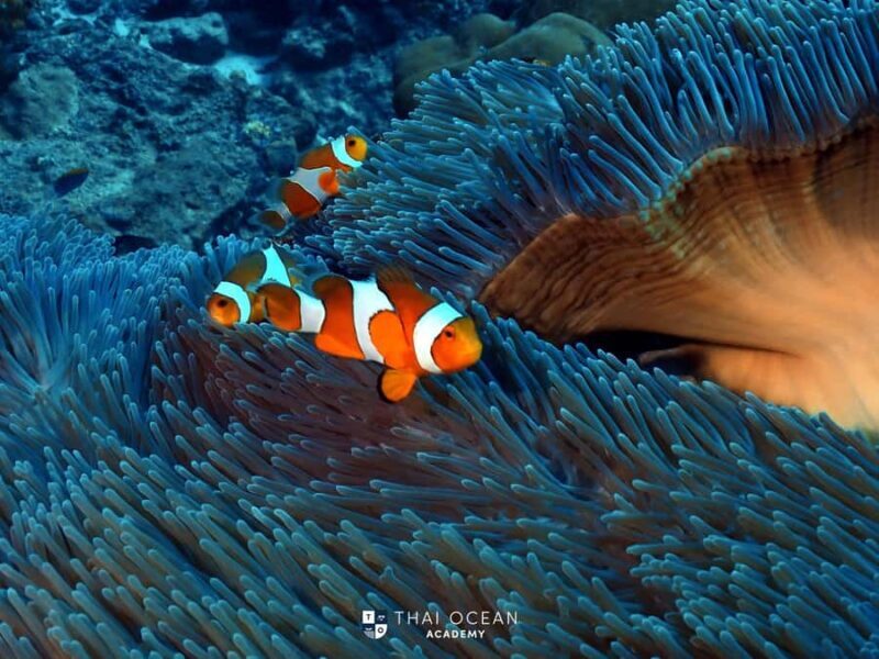 Pattaya: Snorkeling and Scuba Diving (For First Timer) - Practical Details and Tips