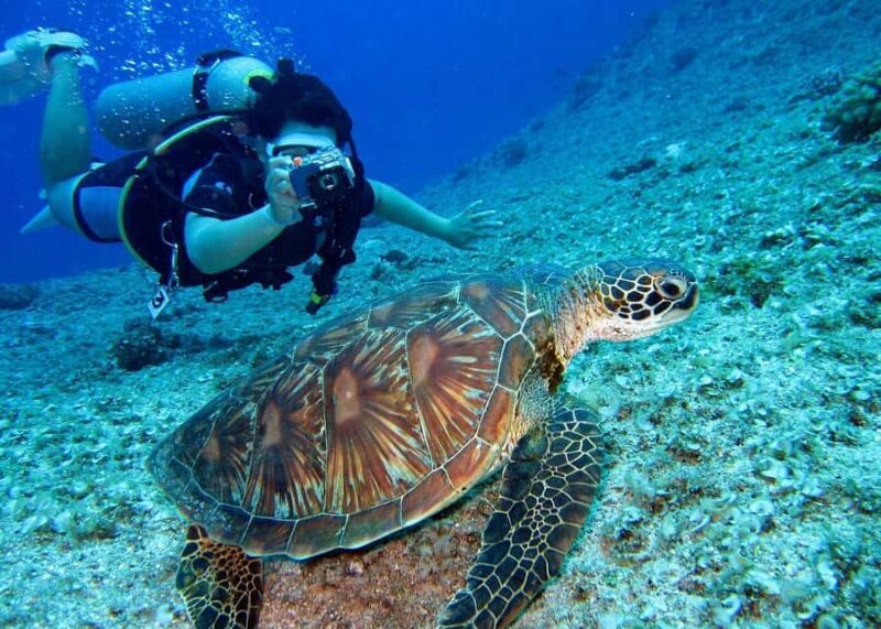 Pattaya: Snorkeling or Beginner Scuba Diving Tour with lunch - Final Thoughts: Why This Tour Is Worth Considering