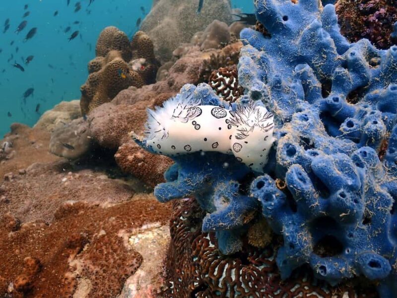 Pattaya: Try Dive with 2 Ocean Dives (For First Timer) - The Value Question