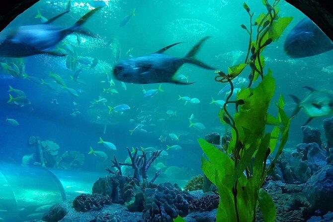 Pattaya Underwater World - Discover Ocean Treasures - The Sum Up: Is Pattaya Underwater World Worth Visiting?