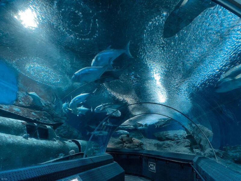 Pattaya: Underwater World Pattaya Aquarium Admission Ticket - A Closer Look at the Experience