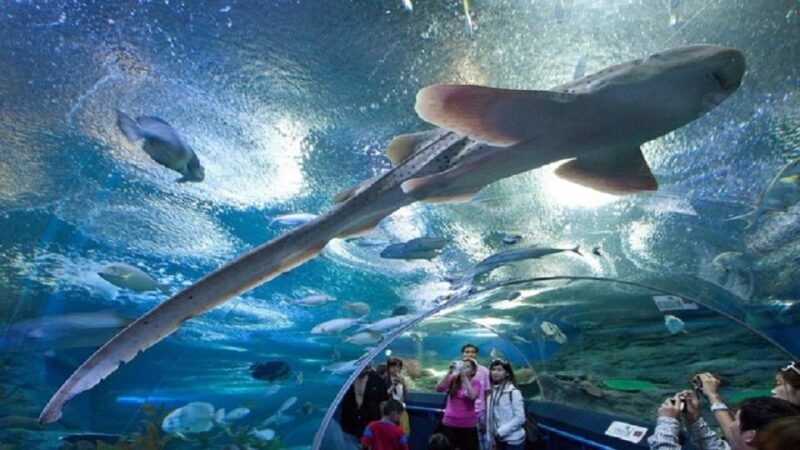 Pattaya: Underwater World Pattaya Aquarium Admission Ticket - Who Should Consider Visiting?