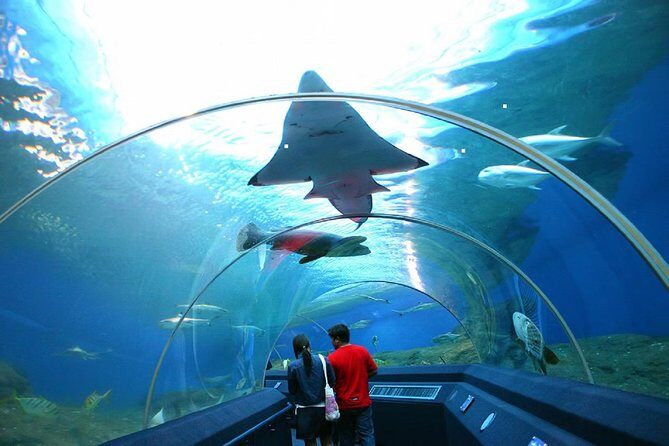 Pattaya Underwater World Tickets - What Is Pattaya Underwater World?