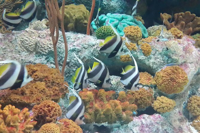 Pattaya Underwater World Tickets - How It Compares to Other Experiences