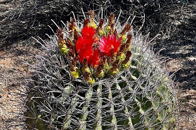 Peaceful Morning Walk: Guided Journey Through the Sonoran Desert - Authentic Experiences Highlighted by Testimonials
