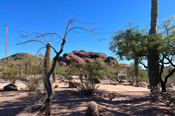 Peaceful Morning Walk: Guided Journey Through the Sonoran Desert - Practical Tips for Participants