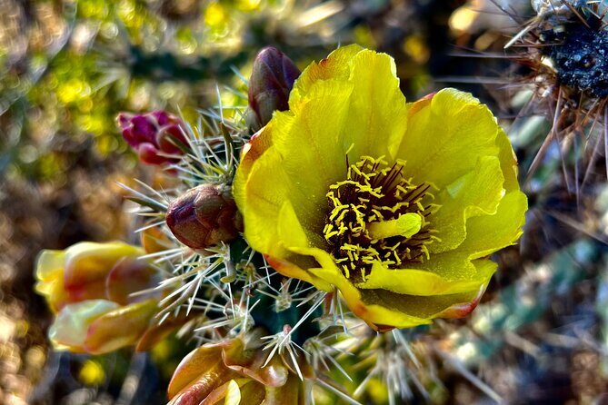 Peaceful Morning Walk: Guided Journey Through the Sonoran Desert - Final Verdict: Is It Worth It?