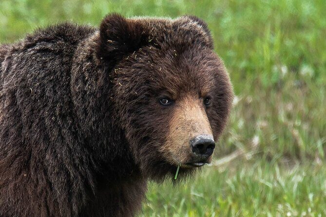 Peak Season Bear Viewing By Seaplane - FAQ
