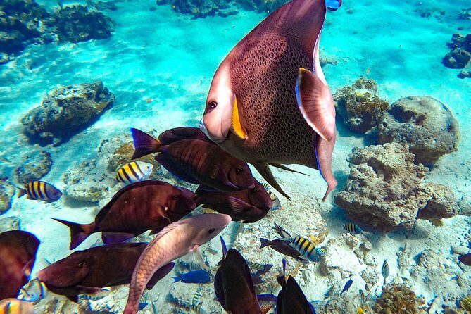 Pearl Island Bahamas Snorkeling Experience and Lunch - The Itinerary: What to Expect