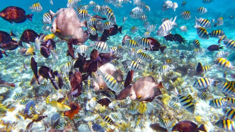 Pearl Island Beach: Full-day Snorkelling with Lunch - Key Points