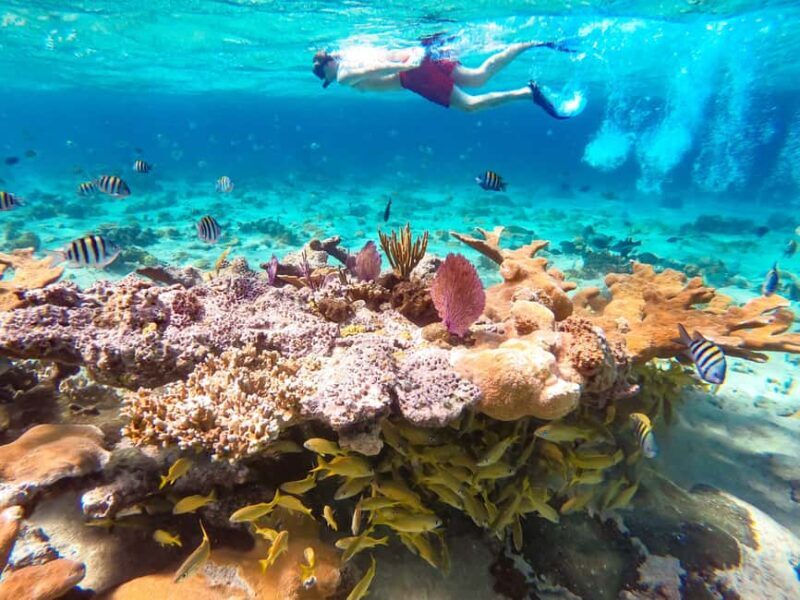 Pearl Island Beach: Full-day Snorkelling with Lunch - The Cost and Value