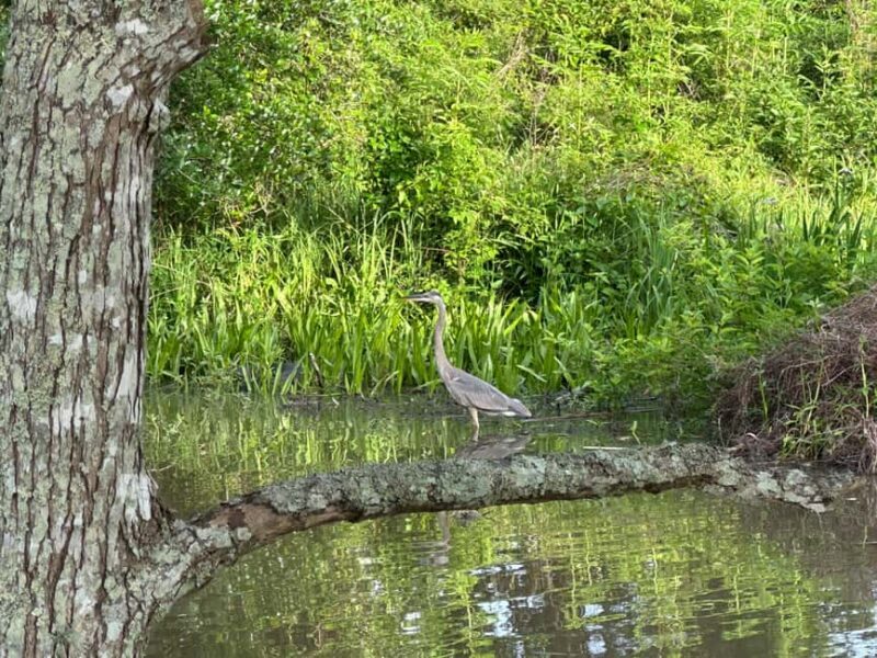 Pearlington: Devil's Swamp Eco Walking Tour - The Sum Up