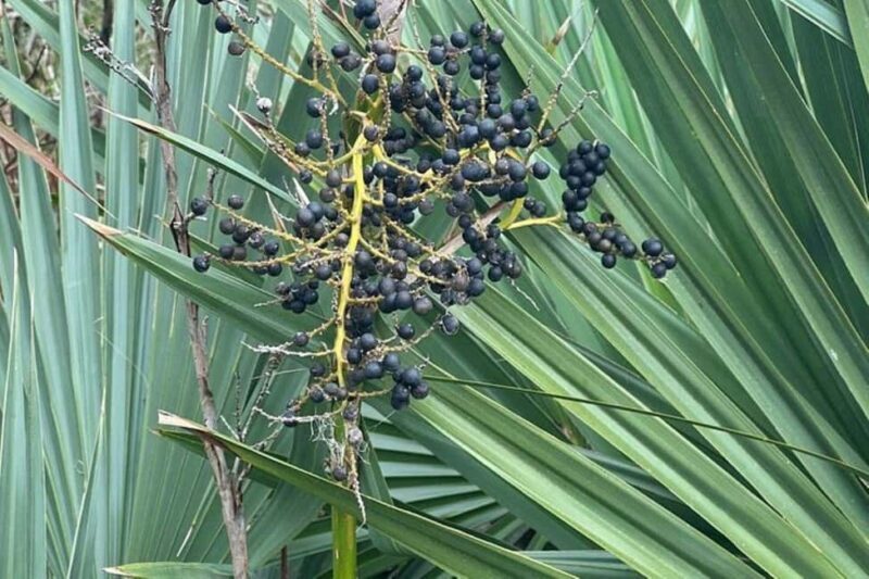 Pearlington: Devil's Swamp Eco Walking Tour - FAQ