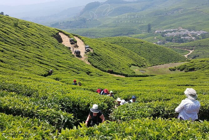 Pedal Green : Munnar Bicycle Tour - Exploring Munnar on Two Wheels