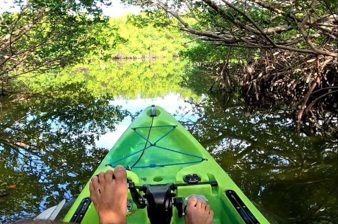 Pedal Kayak Mangrove Tunnel Tour in Bradenton - Summing Up