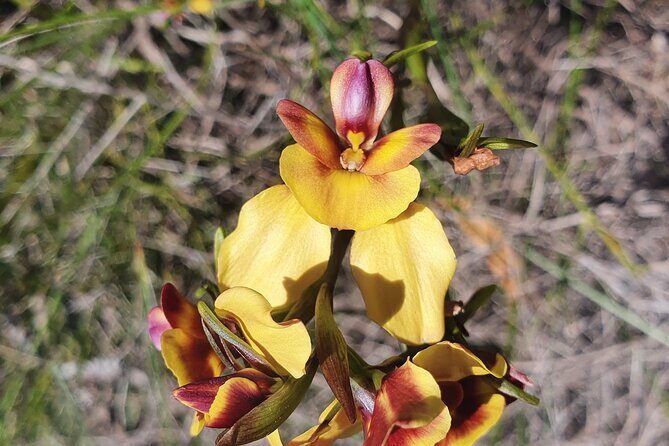Pedals & Petals - Discovering Wildflowers Bike Tour Kings Park - The Sum Up