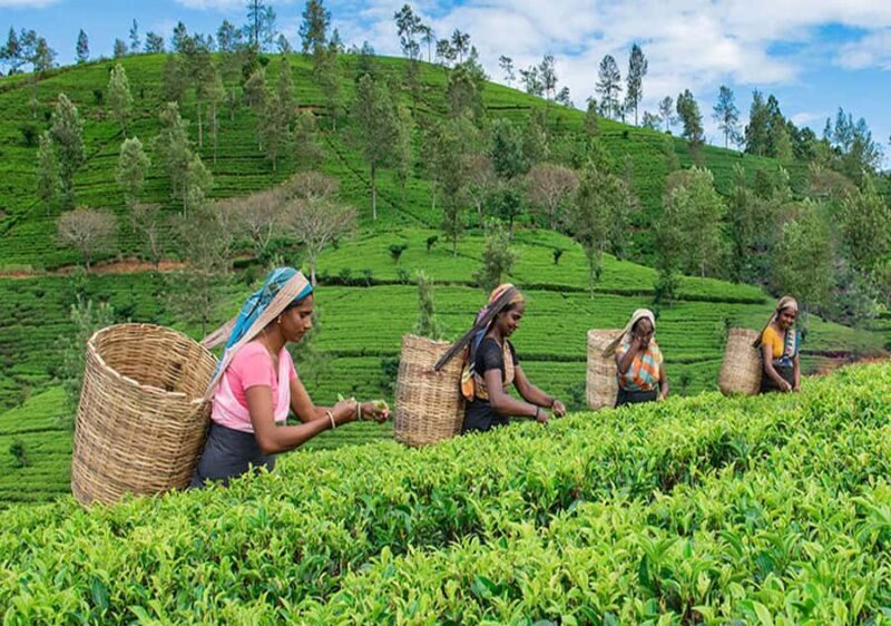 Pekoe Trail 6-9: Guided 6 Day Trail with Hotels & Transfers - The Experience: What to Expect on the Pekoe Trail