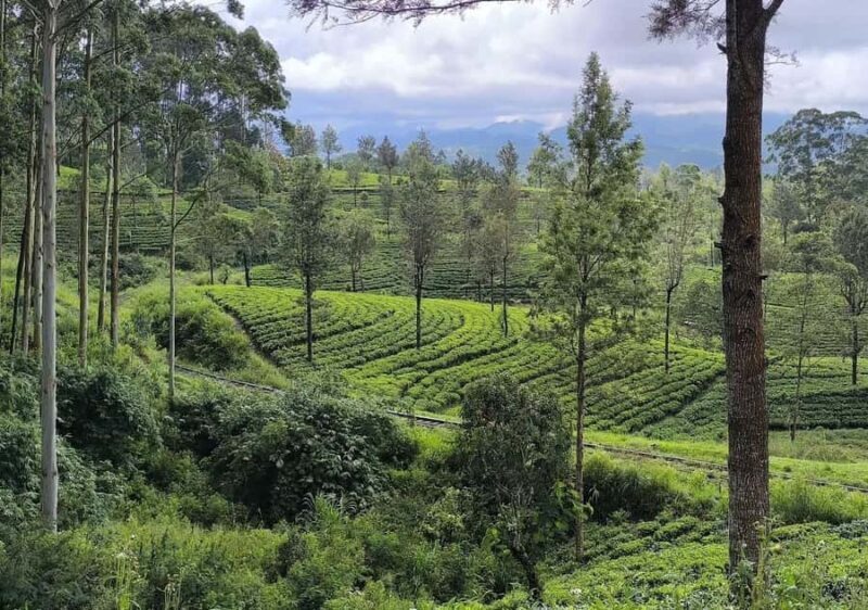 Pekoe Trail 6-9: Guided 6 Day Trail with Hotels & Transfers - Who Is This Tour Best For?