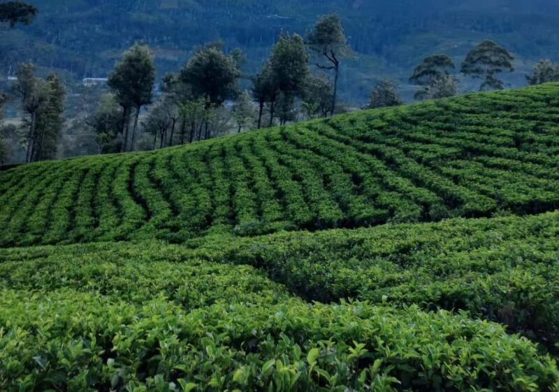 Pekoe Trail 6-9: Guided 6 Day Trail with Hotels & Transfers - The Sum Up