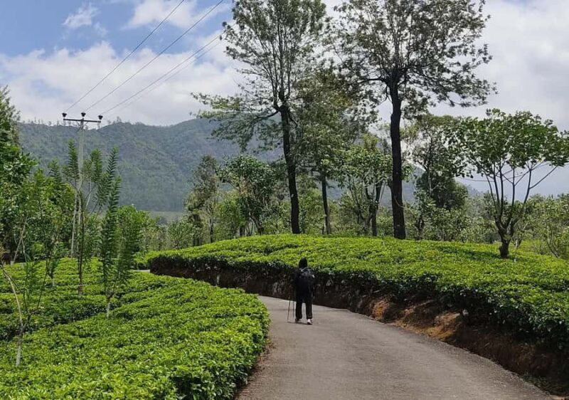 Pekoe Trail Stage 5 Guided Hike (Pundaluoya-Watagoda) - The Sum Up